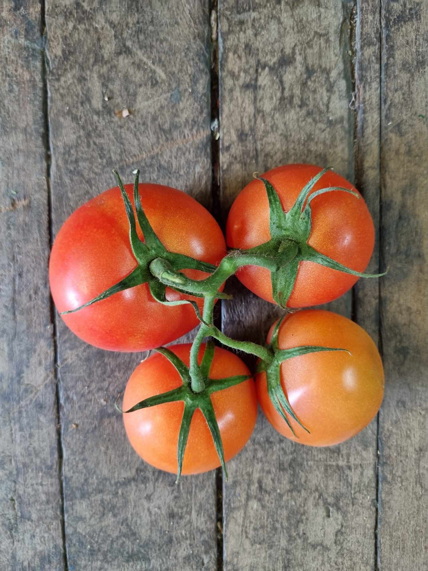 Tomato Truss – Bob & Jim's – General Store